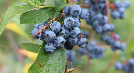 Expert Tips To Meet Blueberry’s Water Requirement | vast knowing